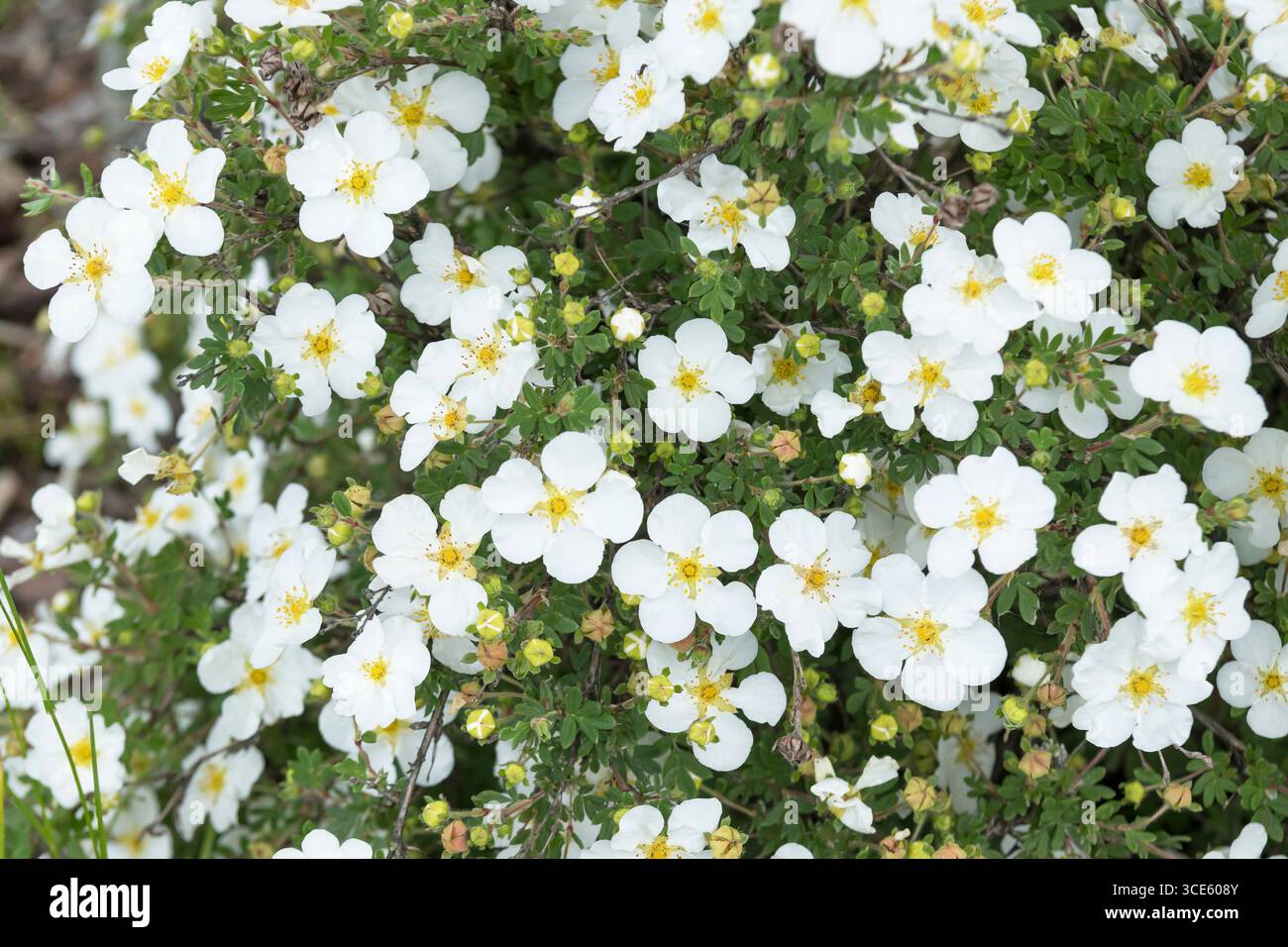 shrubby cinquefoil, yellow rose (Potentilla fruticosa 'Abbotswood ...