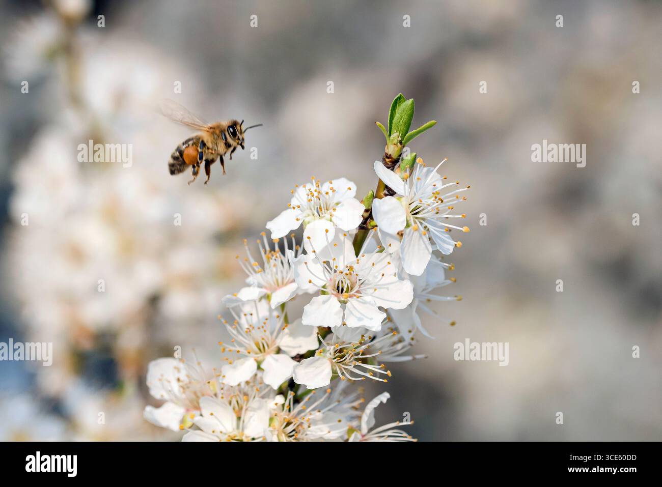 Cherry plum, Myrobalan plum (Prunus cerasifera, Prunus myrobalana ...