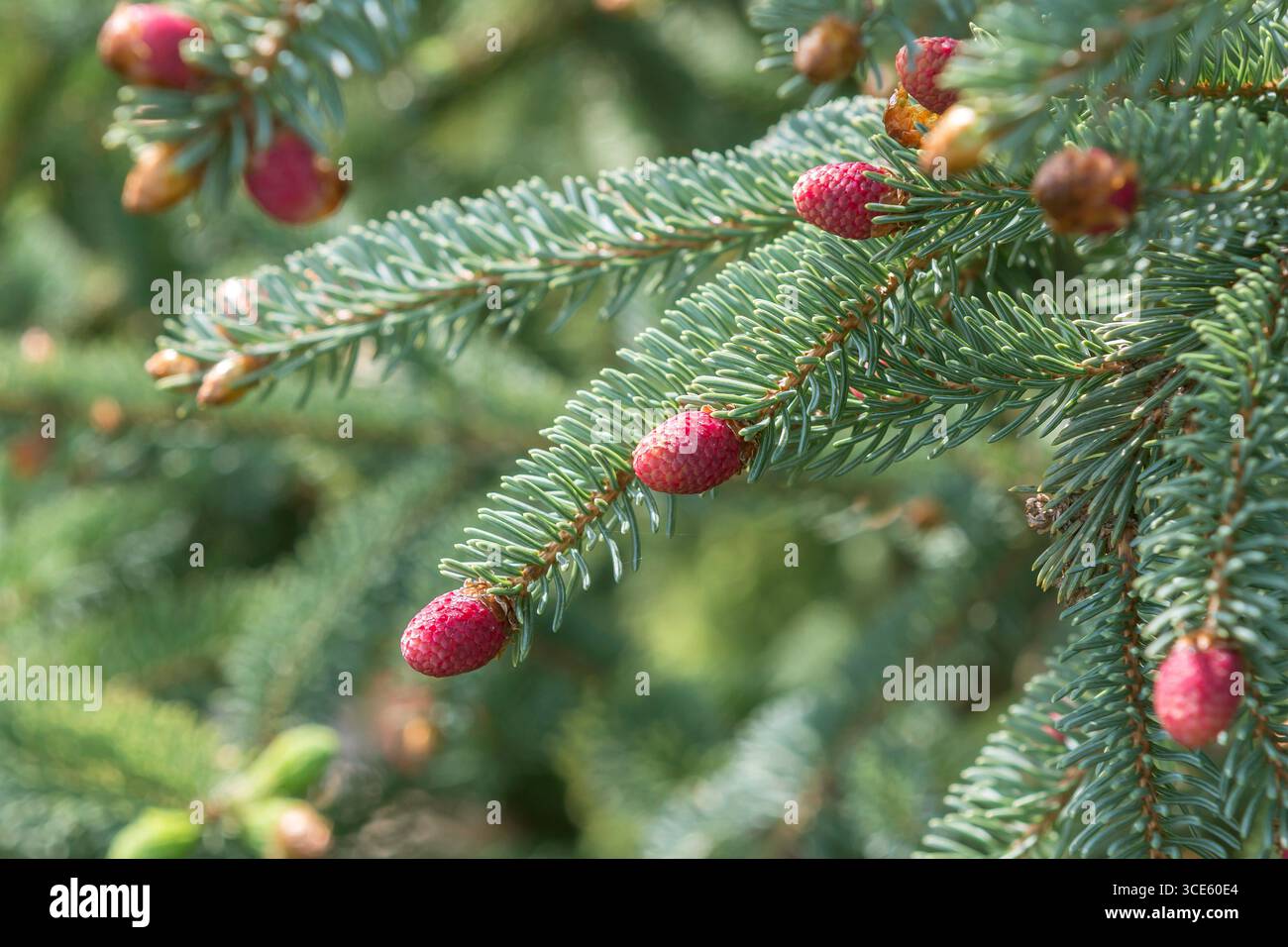 cat spruce, skunk spruce, white spruce, dwarf Alberta spruce (Picea ...