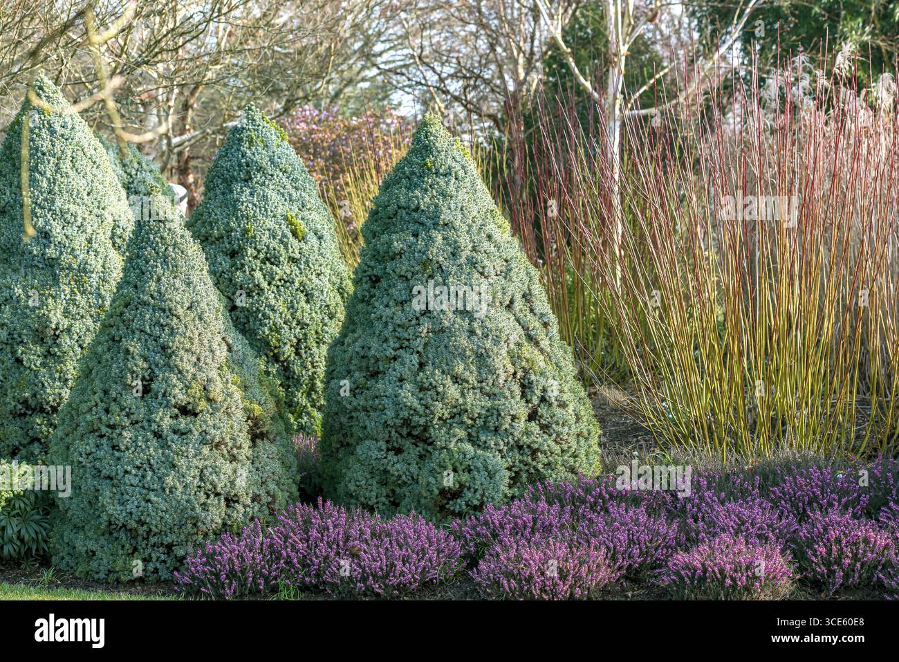 cat spruce, skunk spruce, white spruce, dwarf Alberta spruce (Picea ...