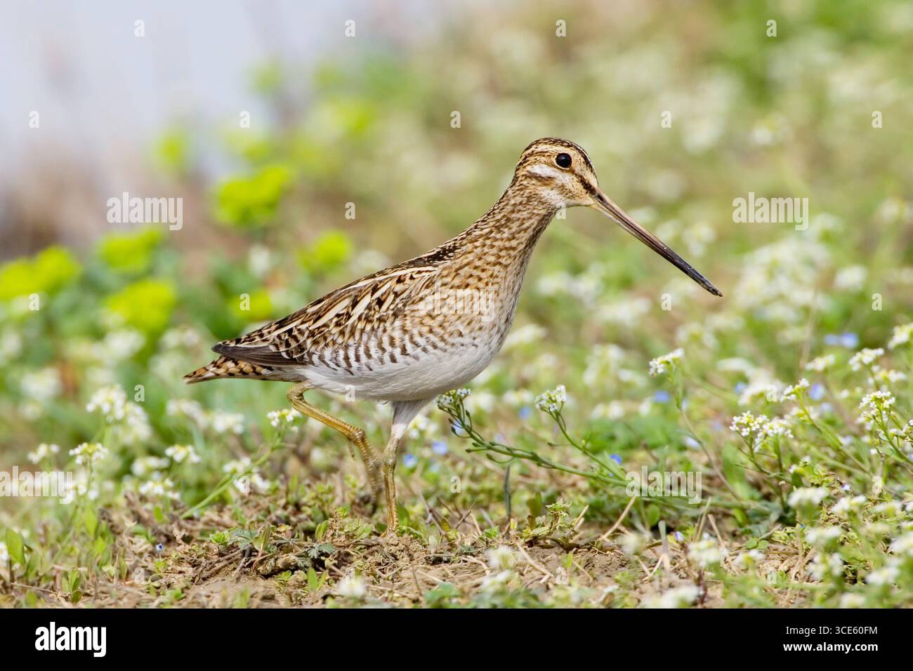 common snipe (Gallinago gallinago), walking in a swamp, Italy, Tuscany ...