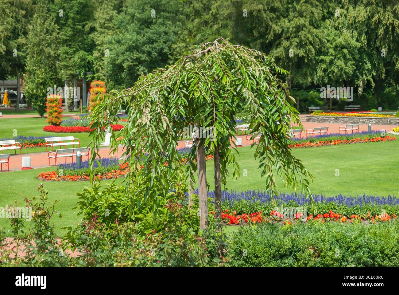 Yoshino cherrys hi-res stock photography and images - Alamy