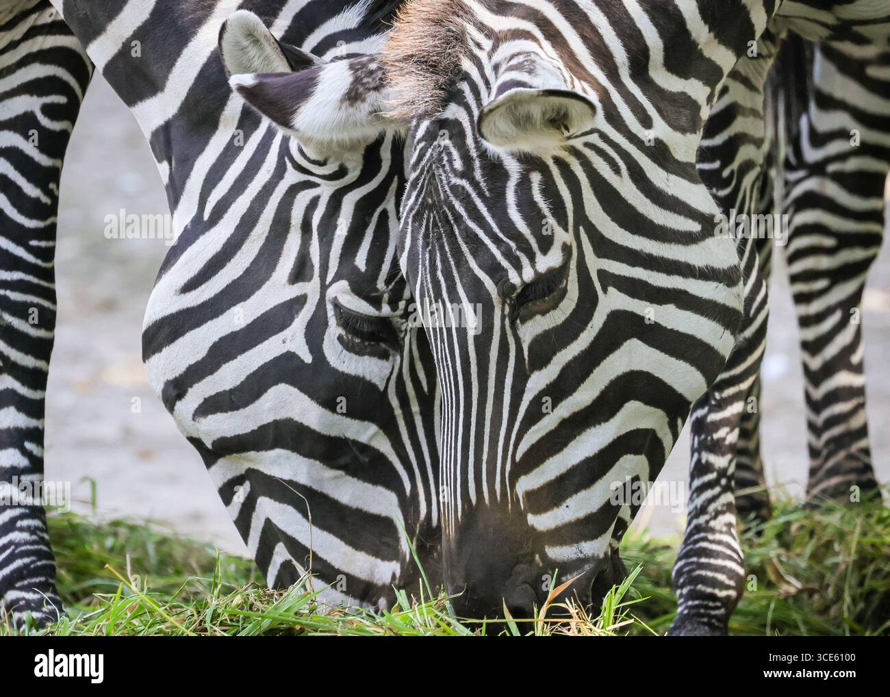 Synchronicity synchronised together hi-res stock photography and images ...