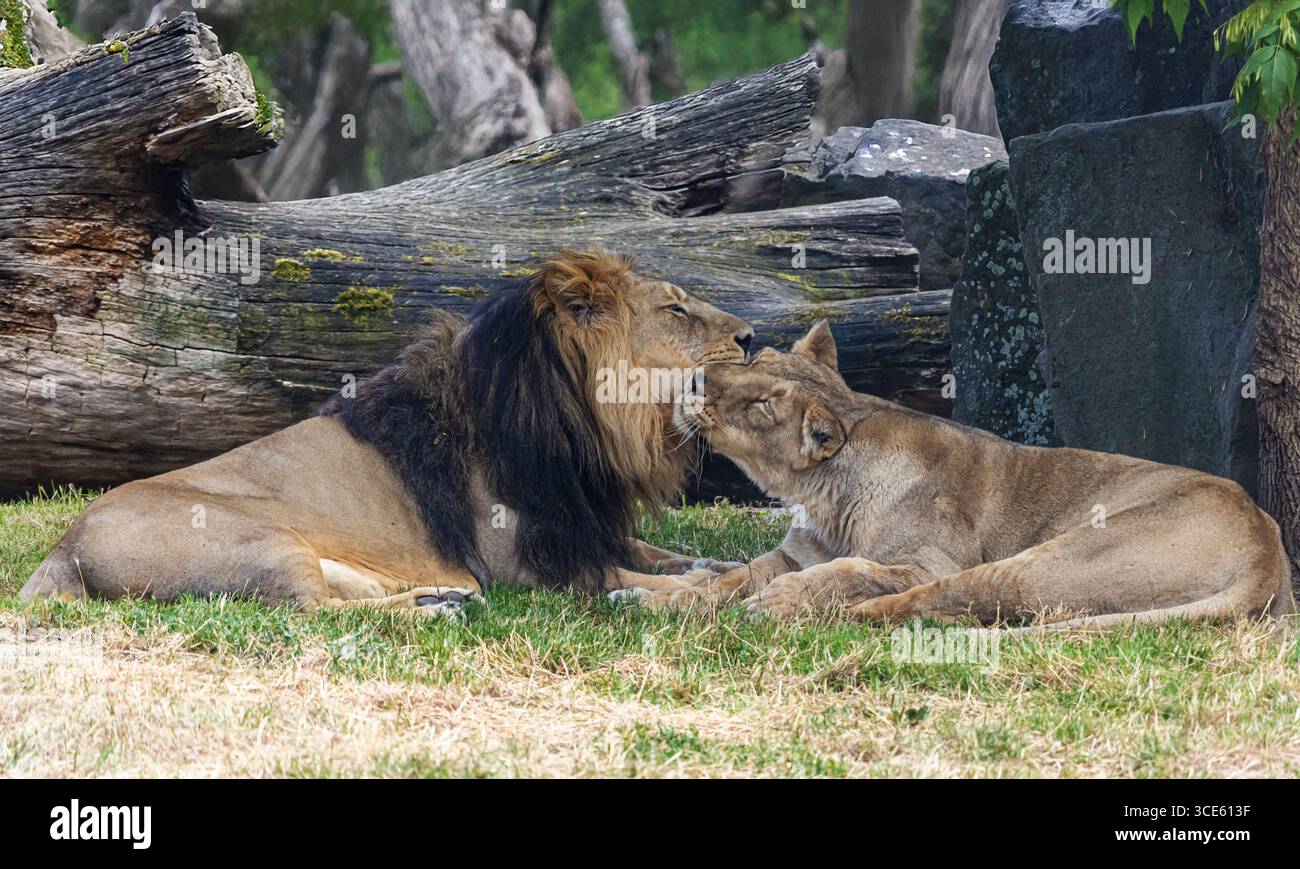 Lions and lionesses show affection to each other in the serene nature ...