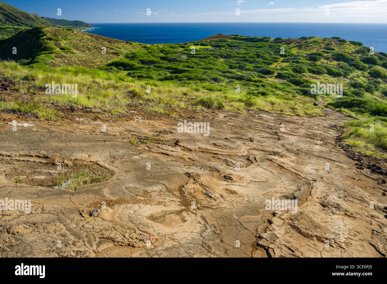 Trail on harden lava flow on the East of Koko Head, Koko Head District ...
