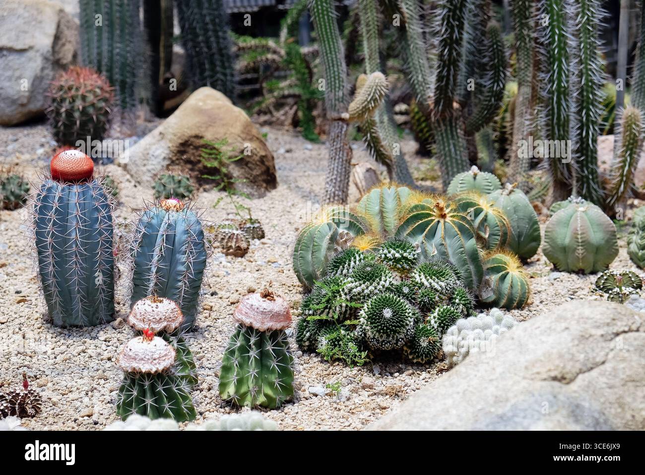 Cactus garden with many types of cacti in the garden Stock Photo - Alamy