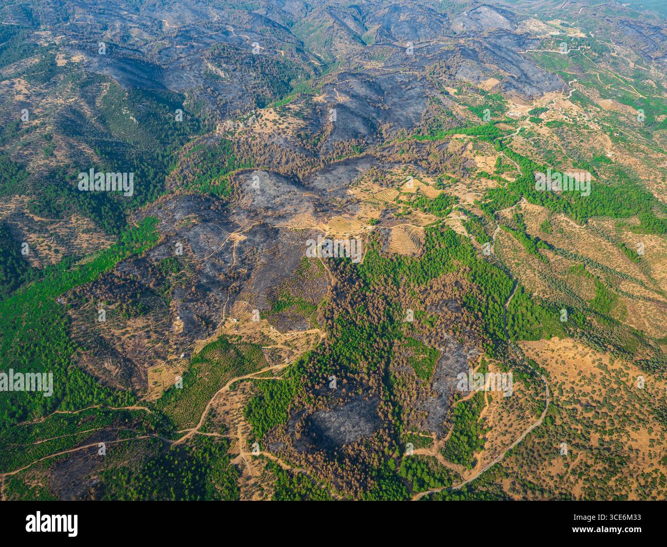Aerial view of forest trees regrowing after forest fire. Turkey, izmir ...