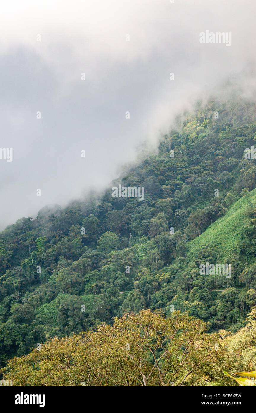 A beautiful view of green hills enveloped in mist, capturing the ...