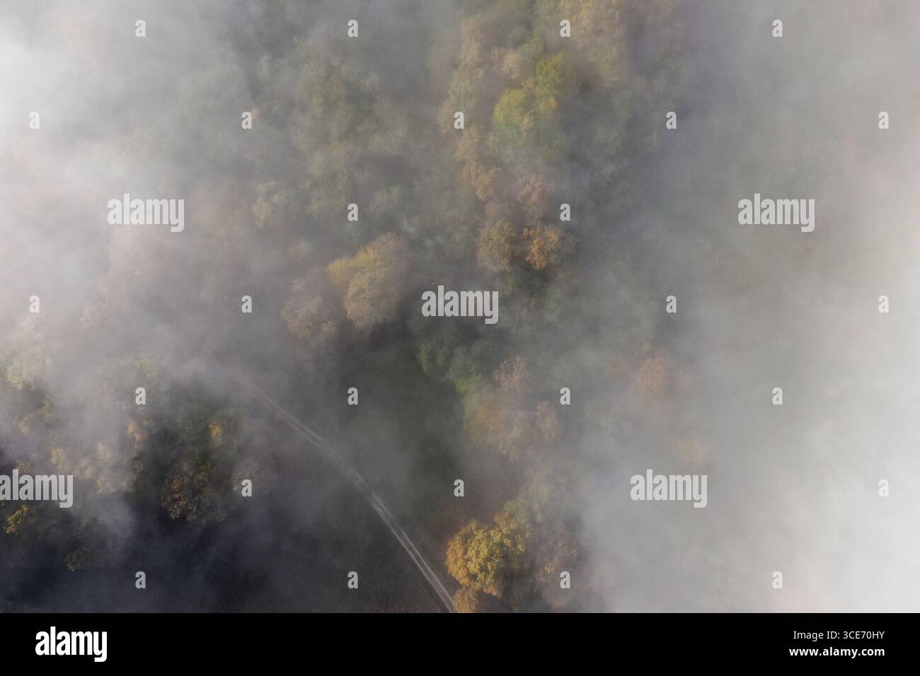 Aerial top down view of autumn misty forest canopy by drone Stock Photo ...