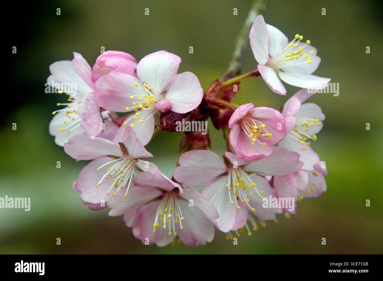 Pink Prunus x Subhirtella 'Autumnalis' (Higan Cherry) Flowers on ...