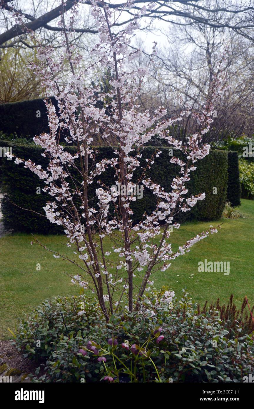 Prunus brilliant in japanese garden hi-res stock photography and images ...