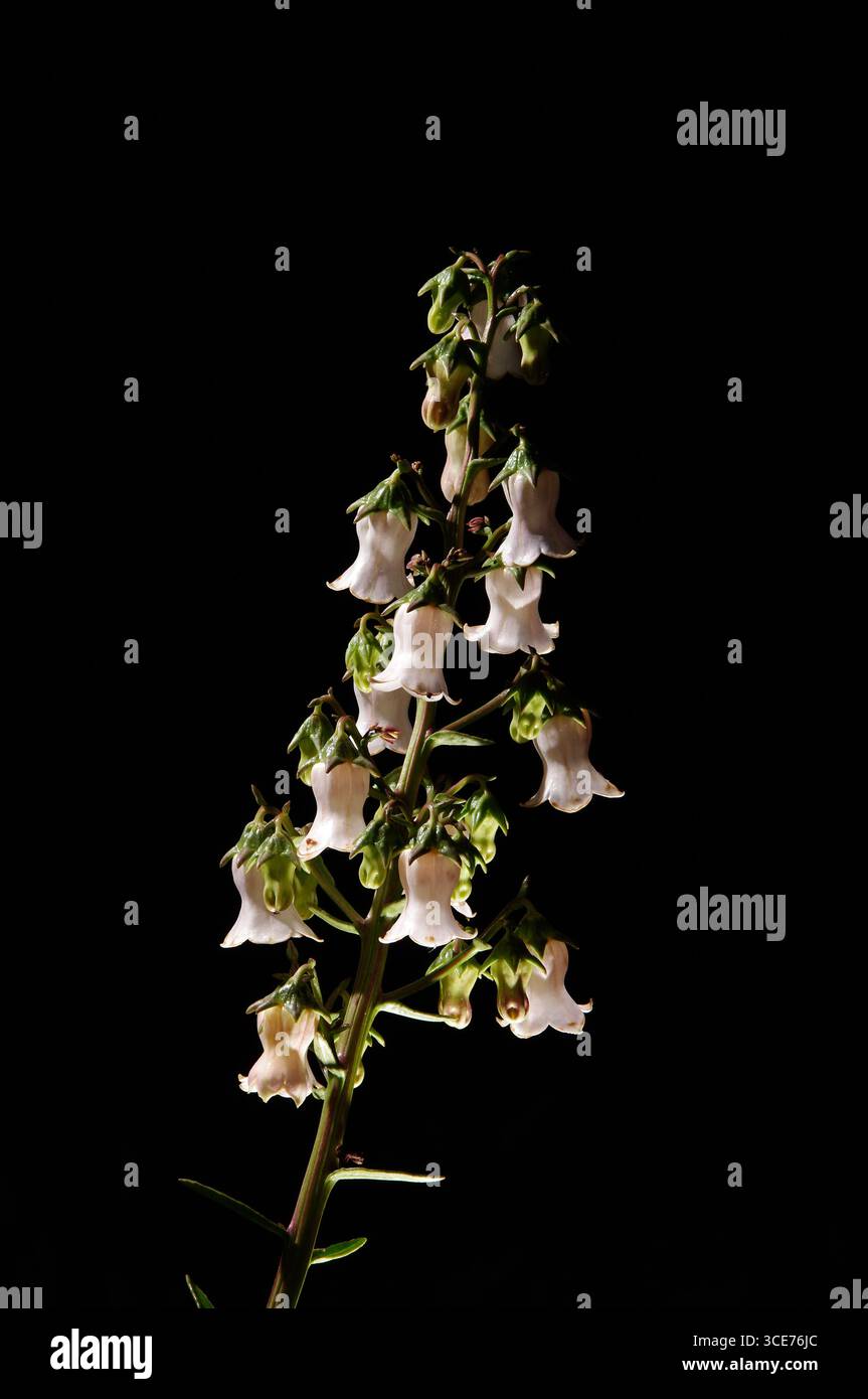 Endemic plant conservation hi-res stock photography and images - Alamy