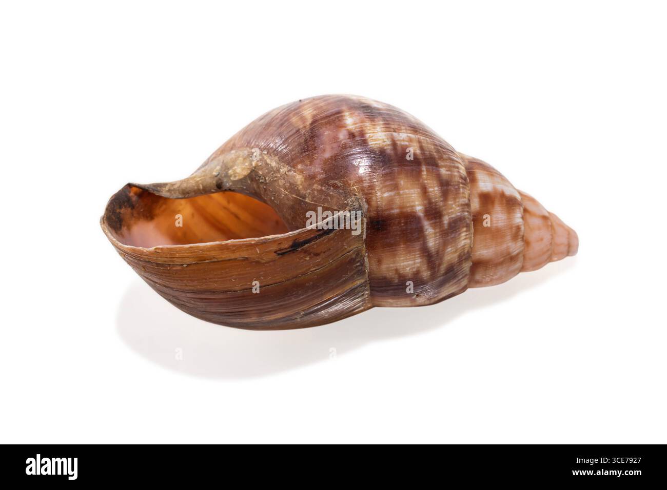 Shells snail shell starfish Cut Out Stock Images & Pictures - Alamy