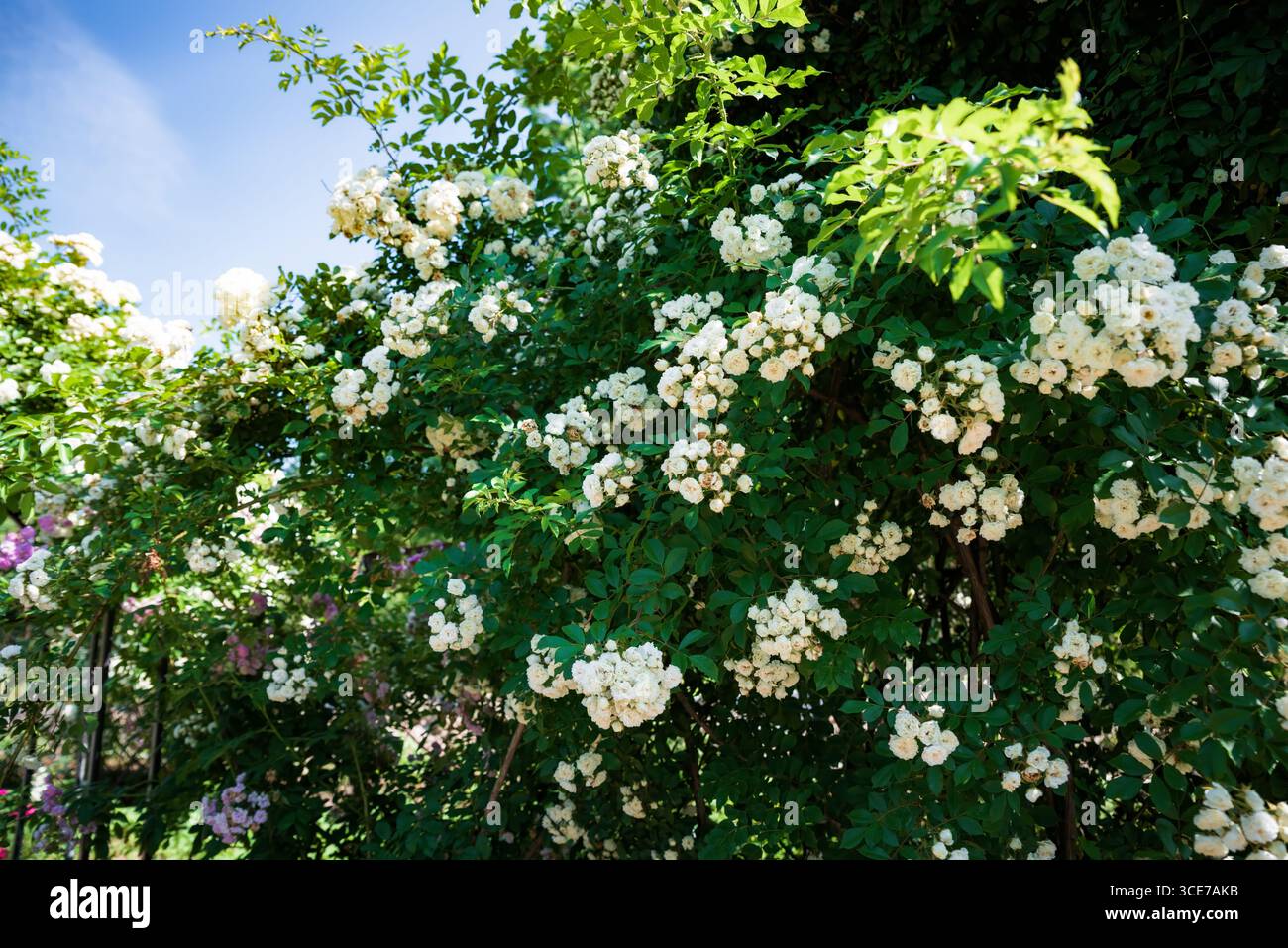 Snow Typhoon climbing rose displays cascading white clusters over lush ...