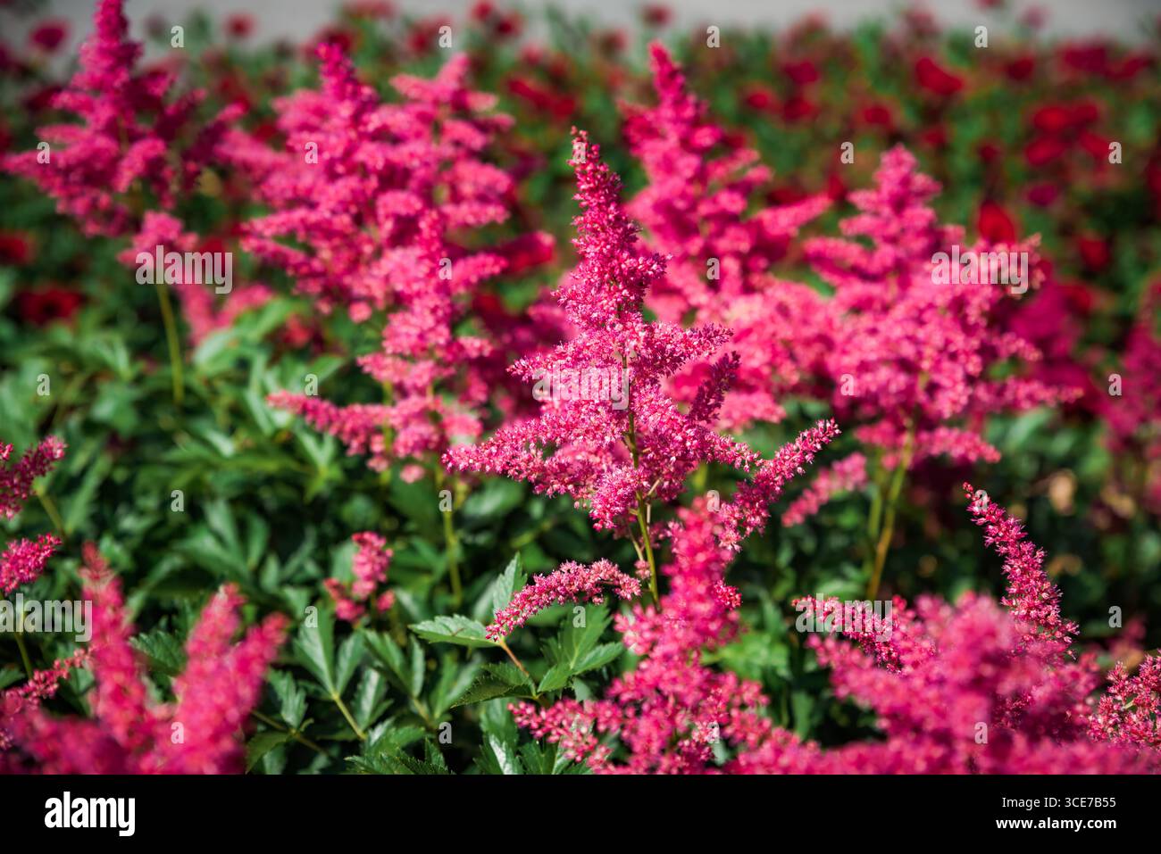 Mighty red queen hi-res stock photography and images - Alamy