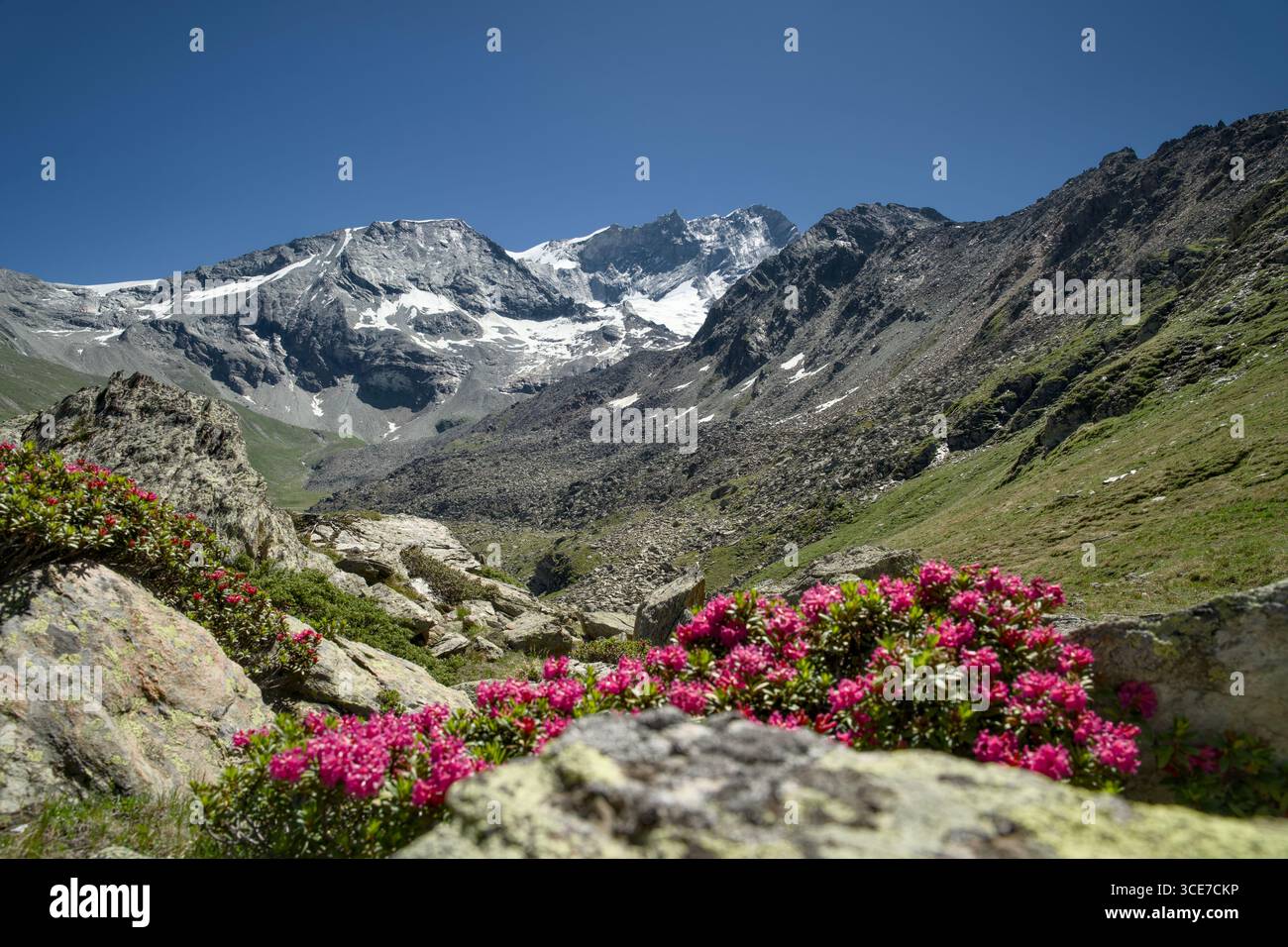 Alpine rose flower in hi-res stock photography and images - Alamy