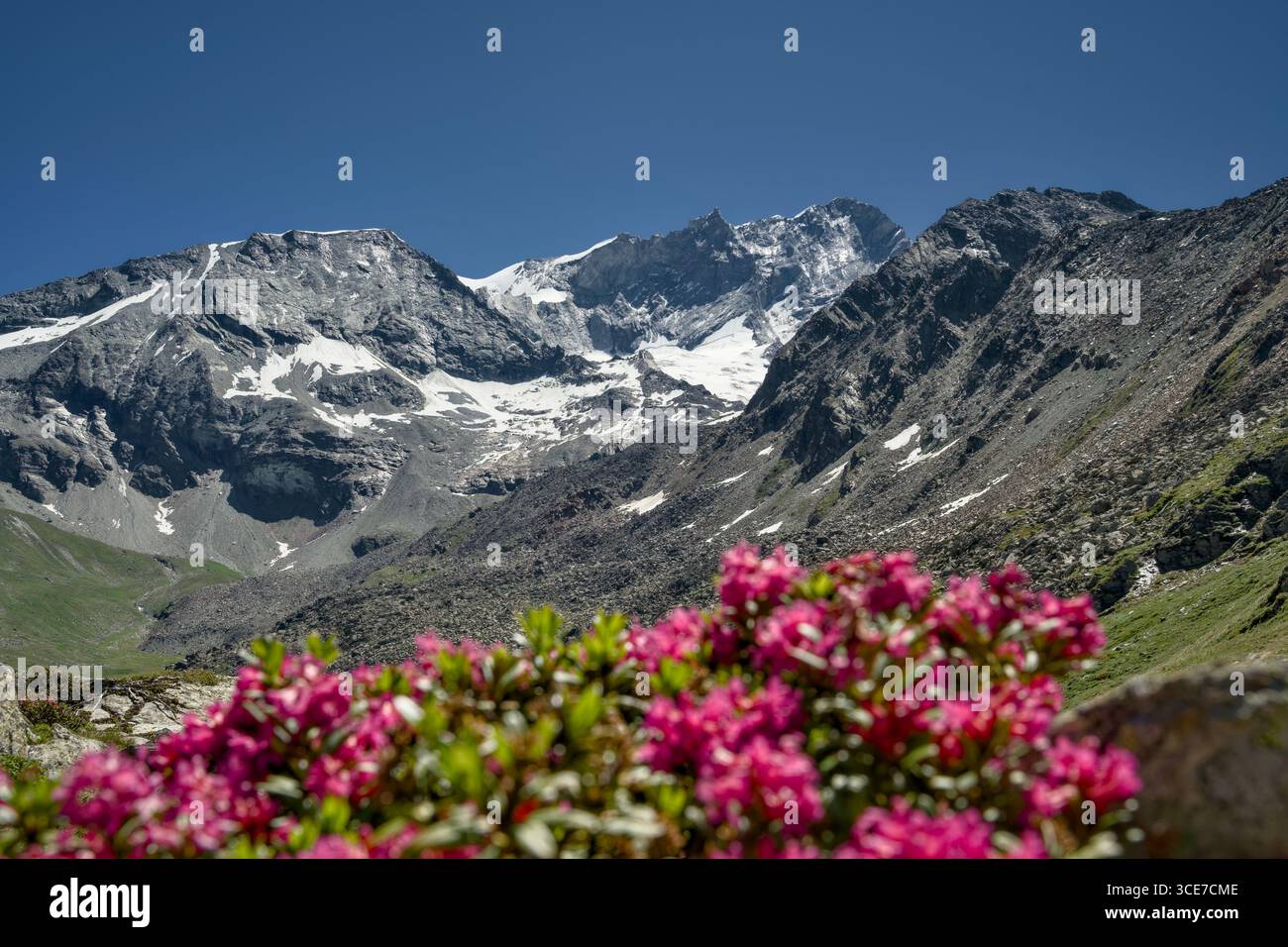 Alpine rose flower in hi-res stock photography and images - Alamy