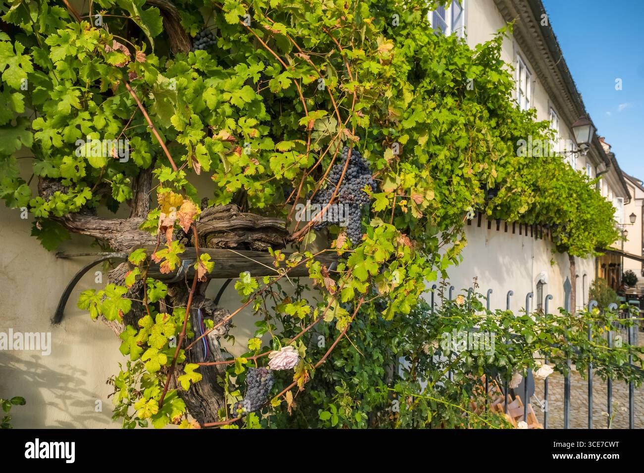 Museum of the worlds oldest vine hi-res stock photography and images ...