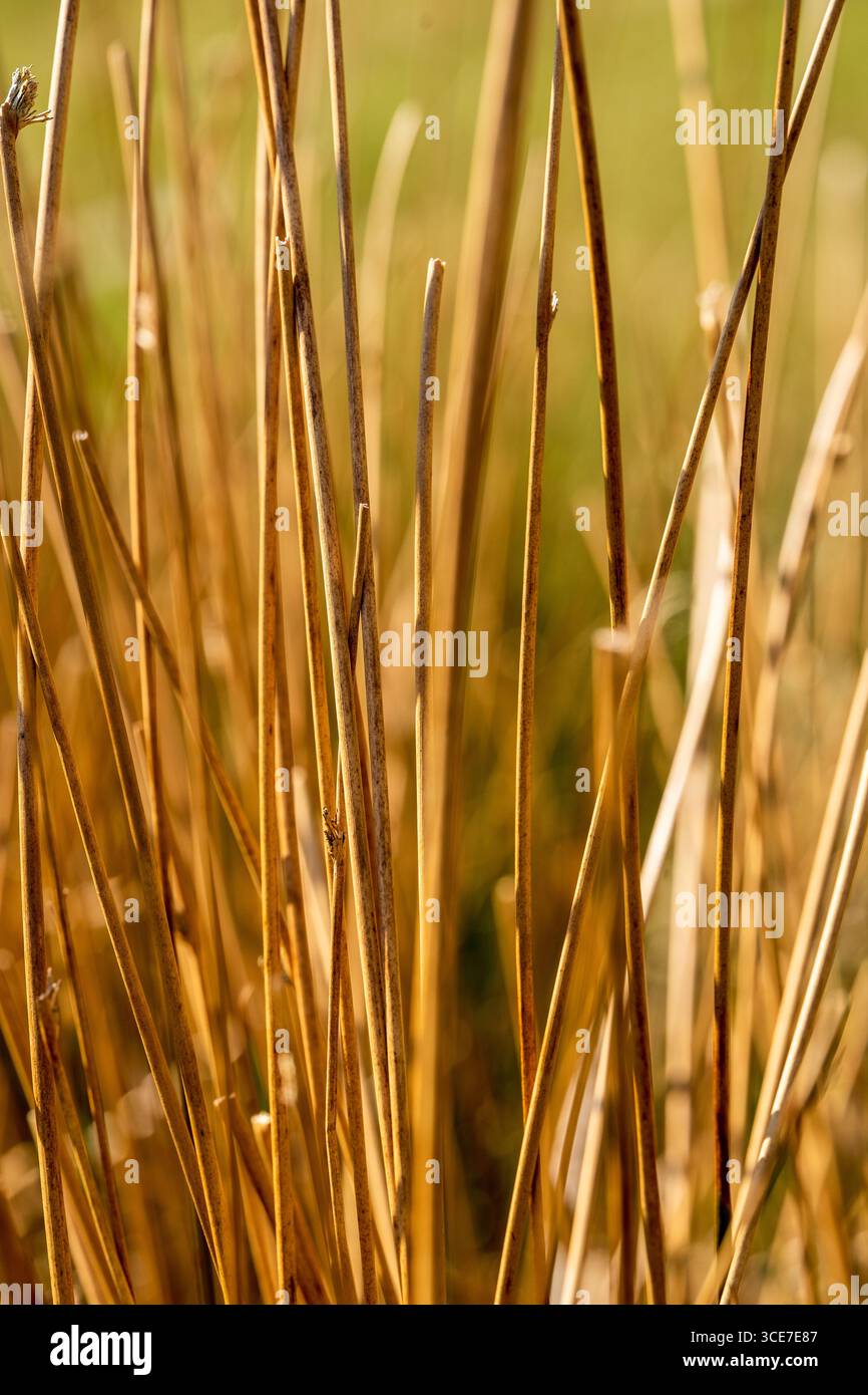 Golden dry grass in hi-res stock photography and images - Alamy