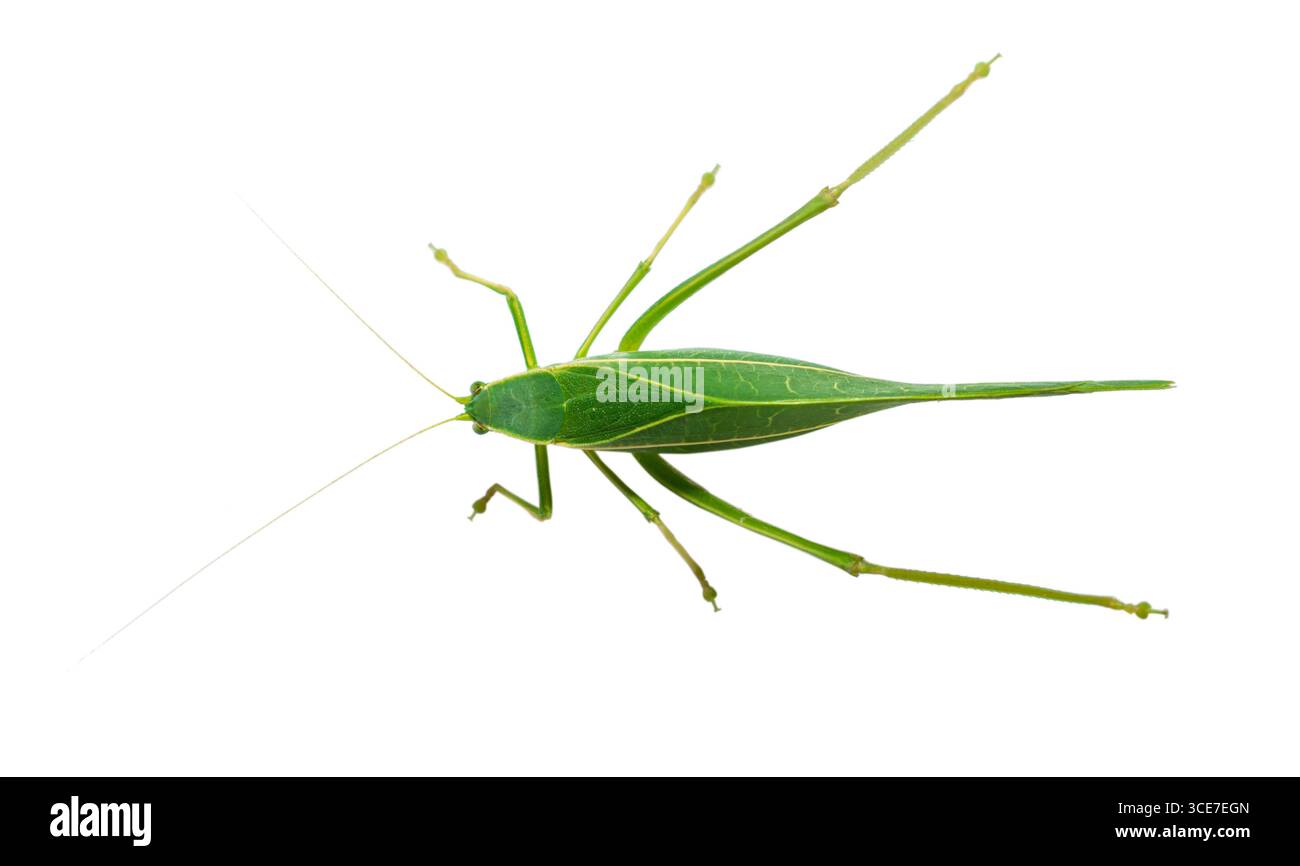 Giant katydid (Stilpnochlora couloniana) isolated on white background ...