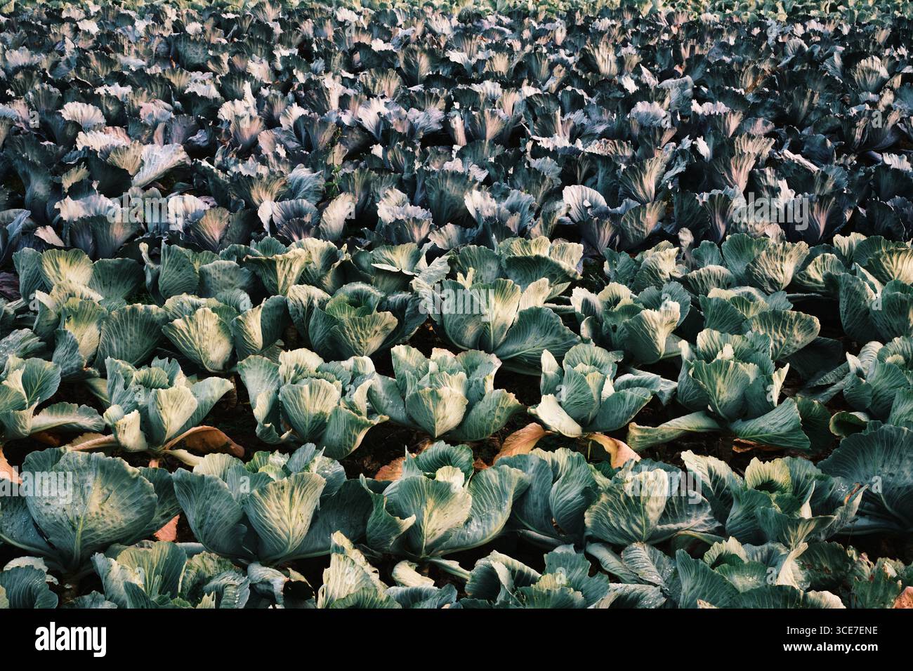 Sustainable crop farming hi-res stock photography and images - Alamy