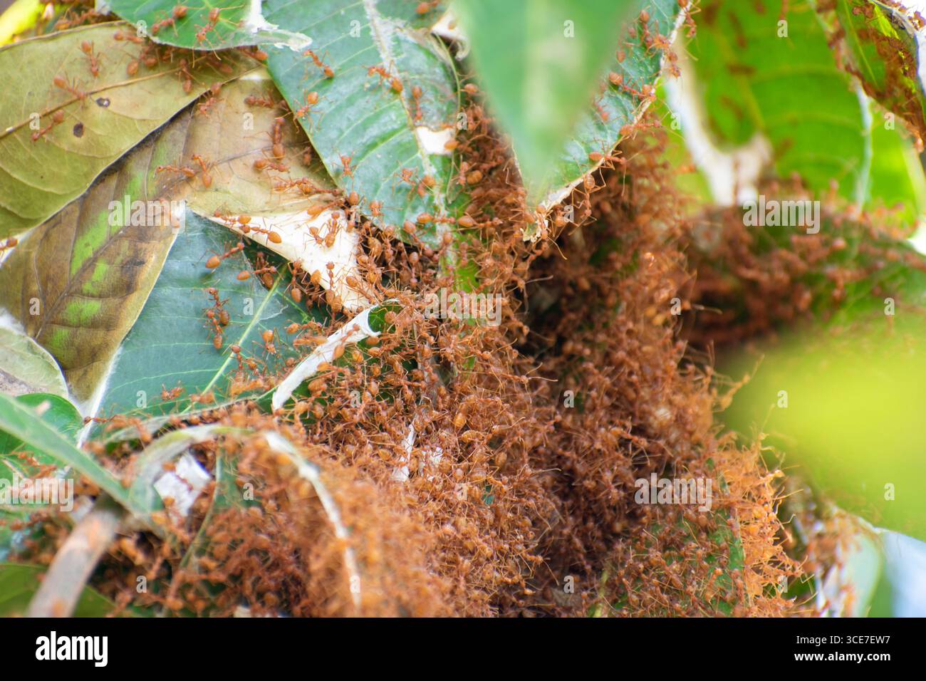Red fire ants building nest. Ant nest with leaf on mango tree Stock ...