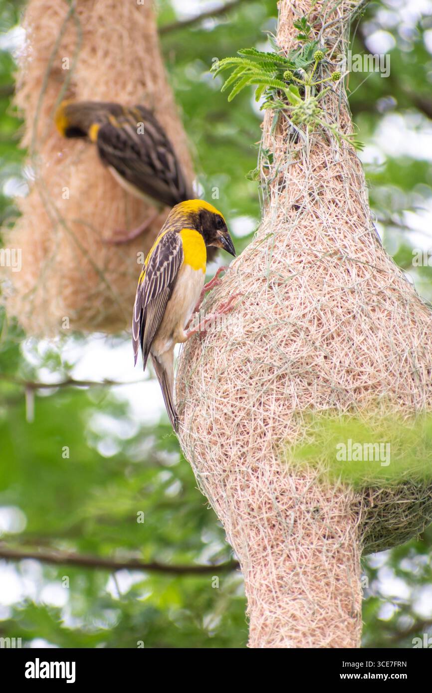 Baya weaver bird (male) building its nest in full swing. The bright ...