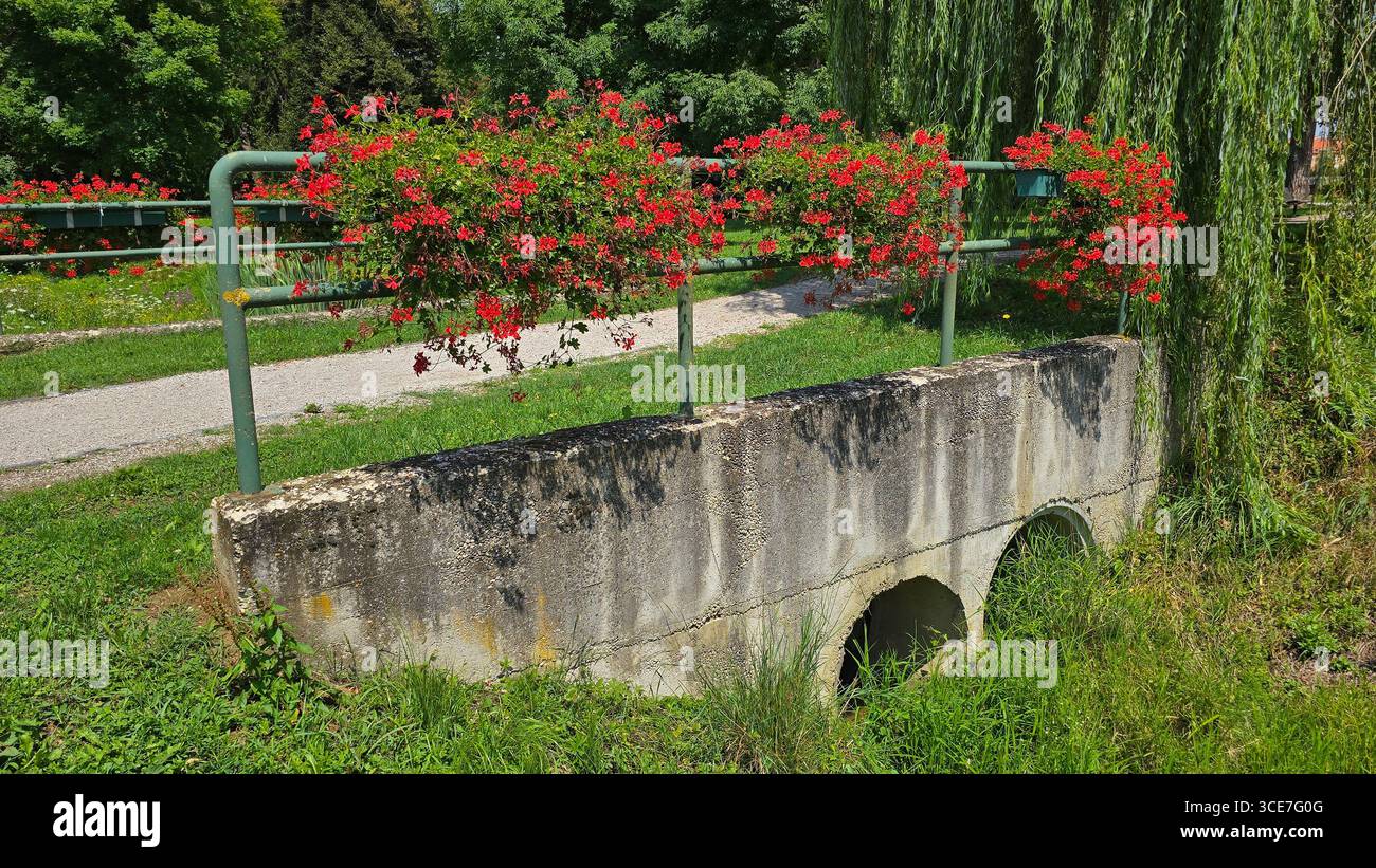 Rustic bridge features trailing geraniums, Pelargonium, over green ...