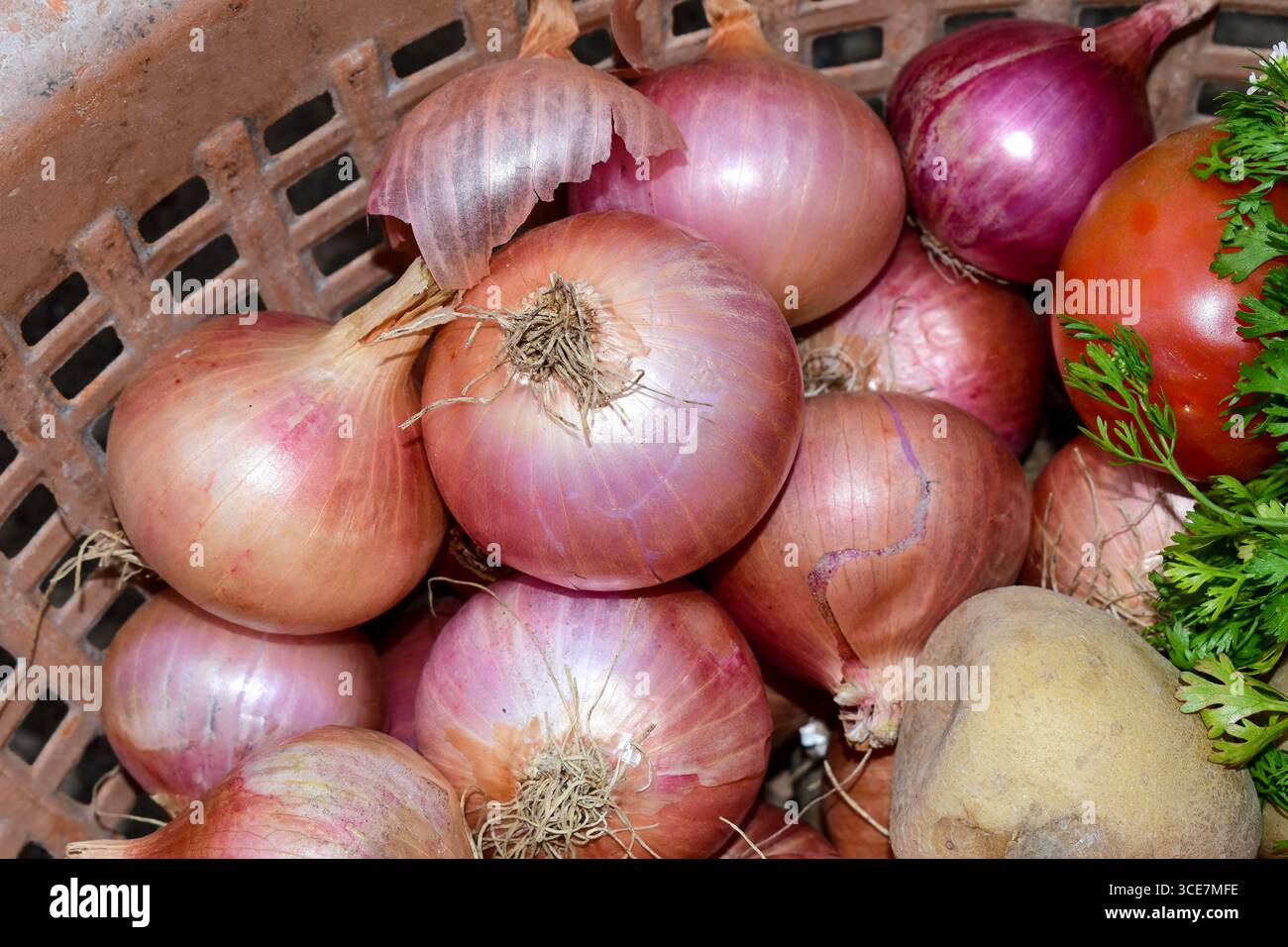 Vegetables, Onion, Bitter gourd, Cucumber, Tomato, Lady,s finger and ...