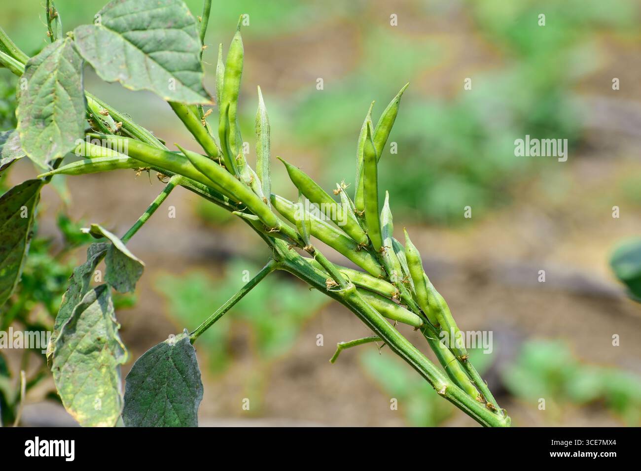 Cluster beans or gawar phali(guar) plant in field,cyamopsis ...