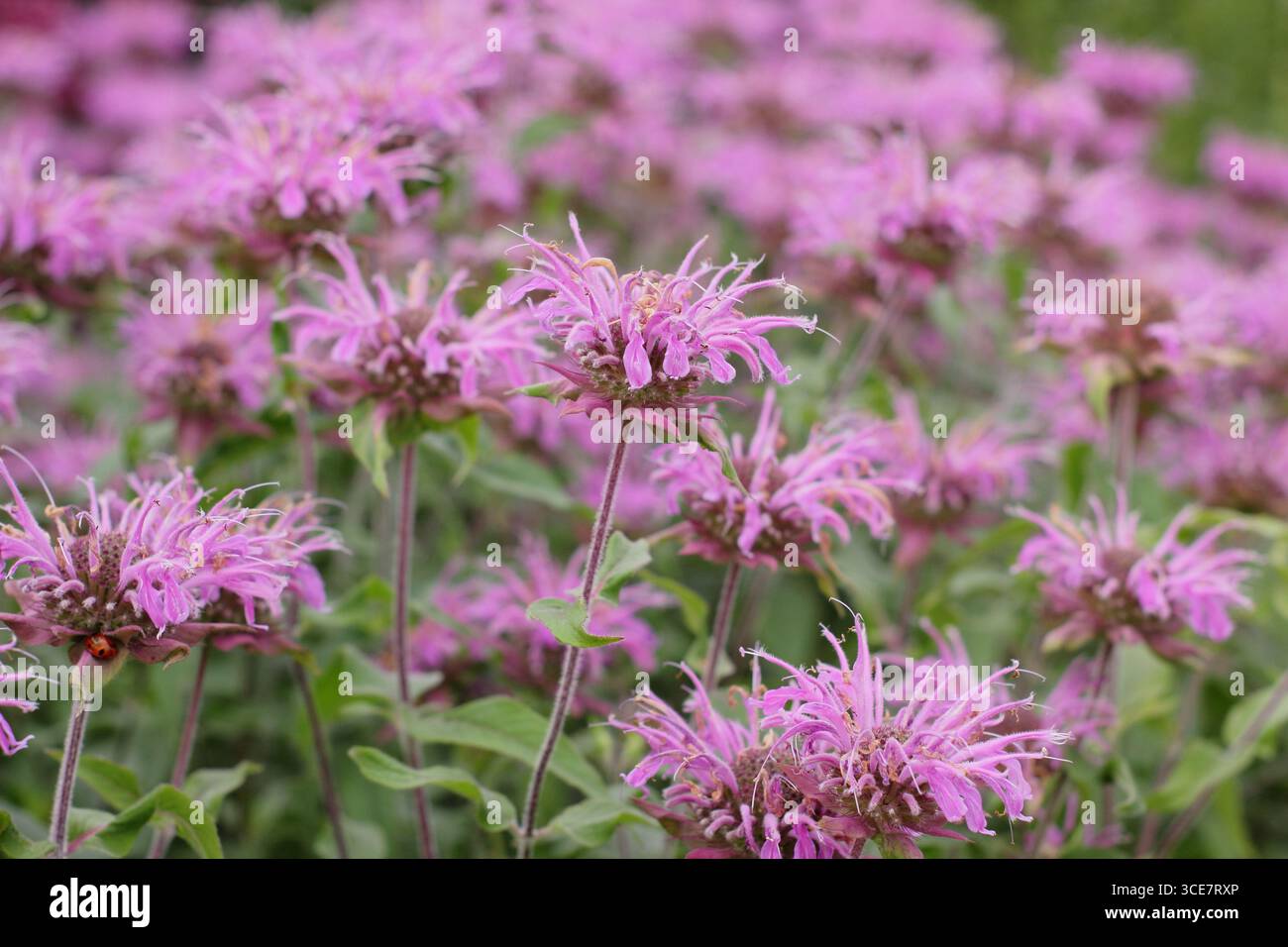 Monarda Violet Queen bergamot flowers planted in drifts in a perennial ...