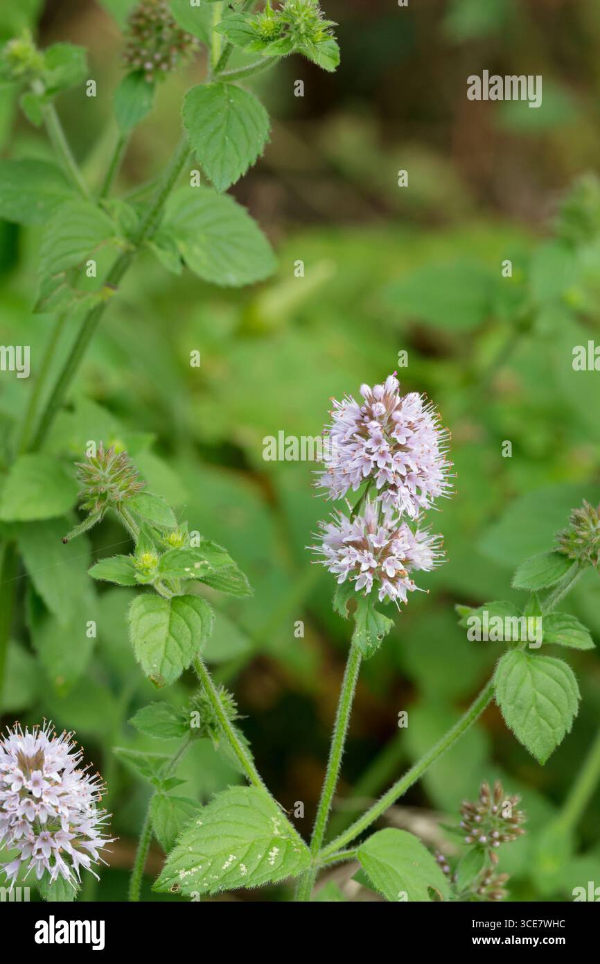 Water mint Mentha aquatica, fragrant perennial plant of damp or wet ...