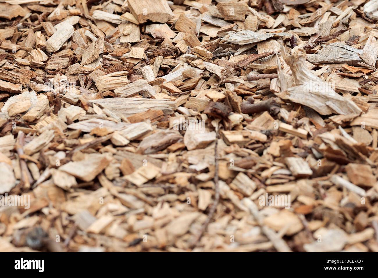 Wood chip woodland path variable pieces of chipped wood scattered on ...