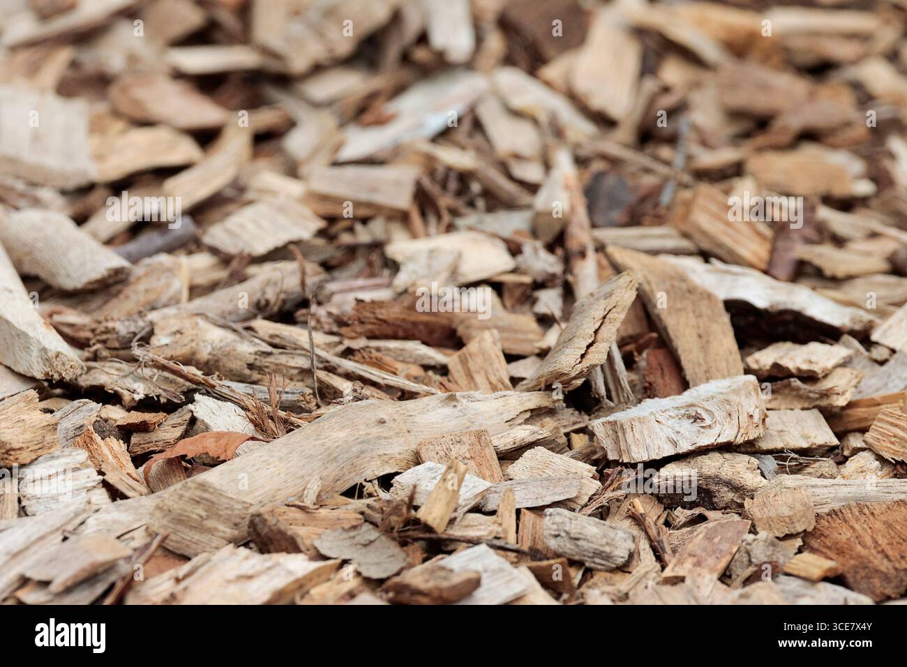 Wood chip woodland path variable pieces of chipped wood scattered on ...