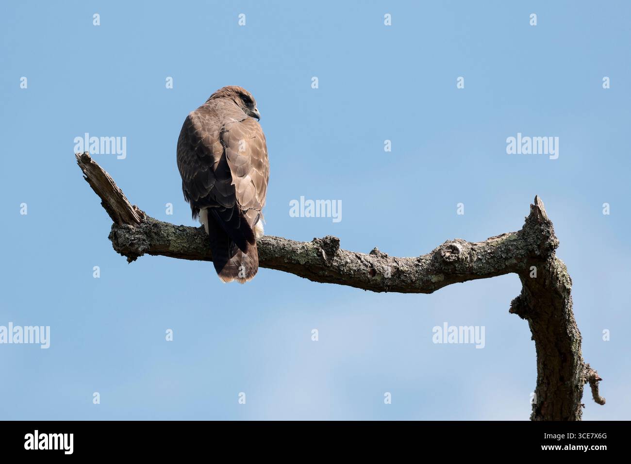 Brownish grey plumage hi-res stock photography and images - Alamy
