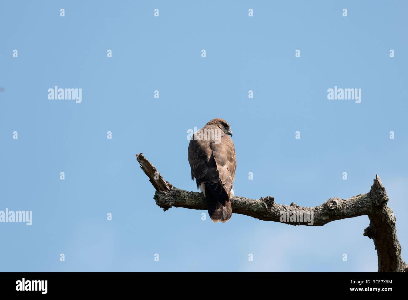Dark brownish grey plumage hi-res stock photography and images - Alamy