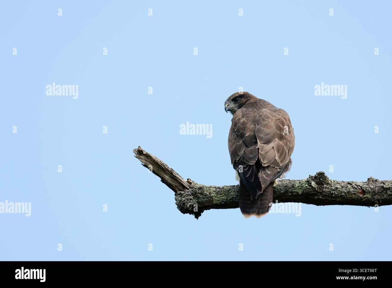 Brownish grey plumage hi-res stock photography and images - Alamy