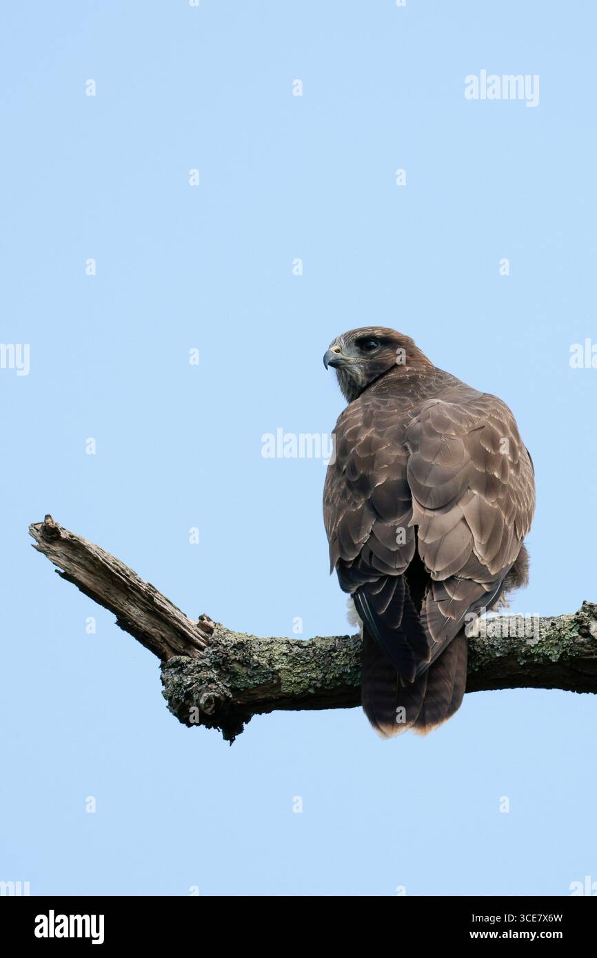 Large broad rounded wings hi-res stock photography and images - Alamy