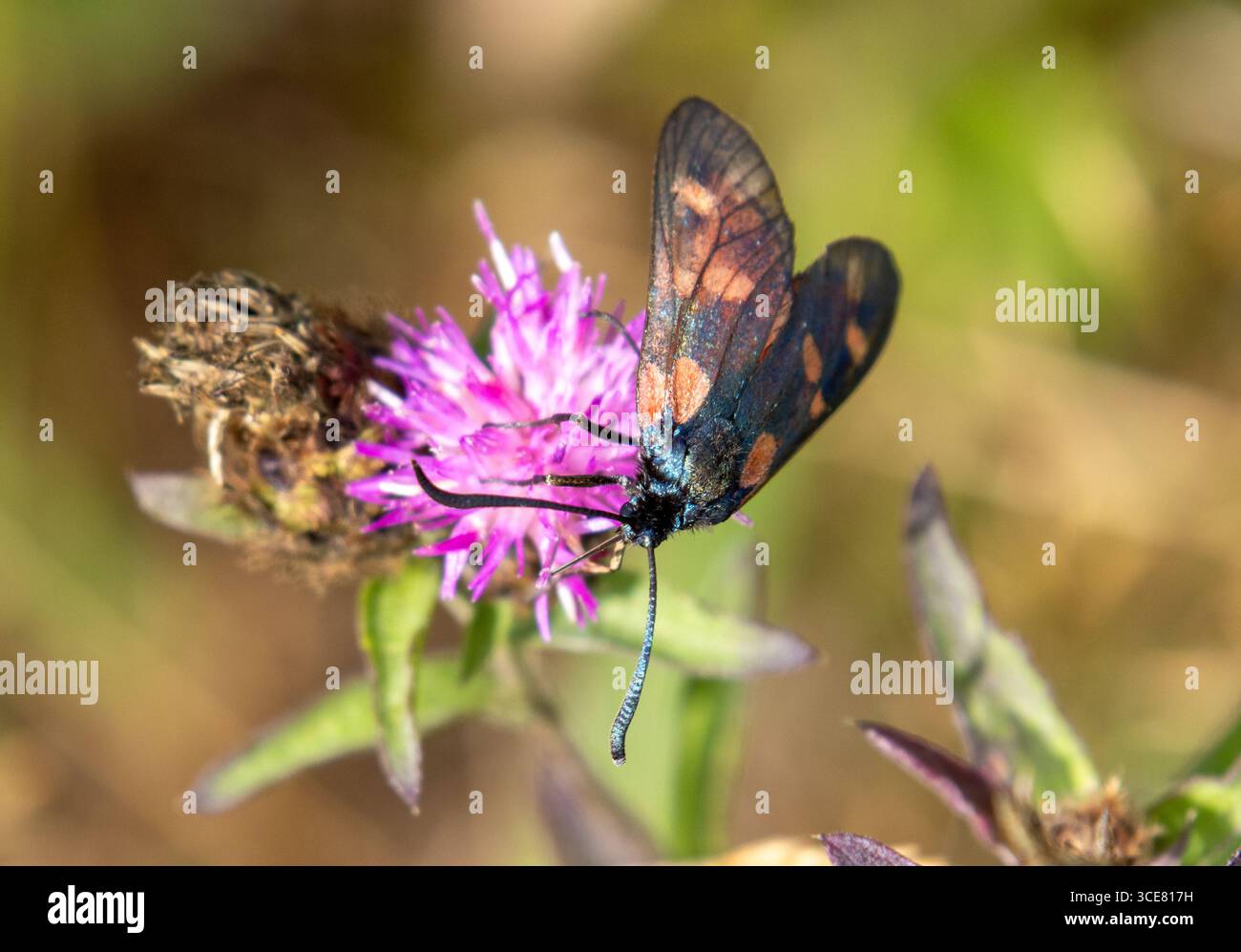 Six-spot Burnet moth on knapweed flower Stock Photo - Alamy
