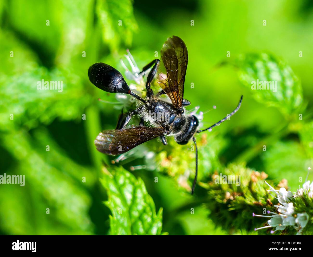 A steel blue cricket hunter (Isodontia mexicana) is a digger wasp ...