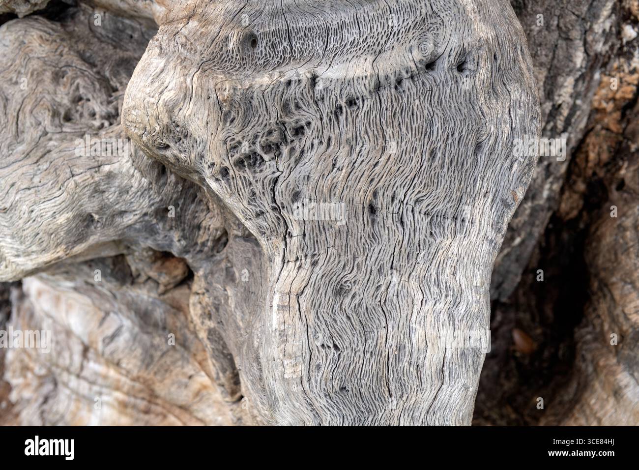 Close-up of detailed grain patterns in the cross section of a centuries ...