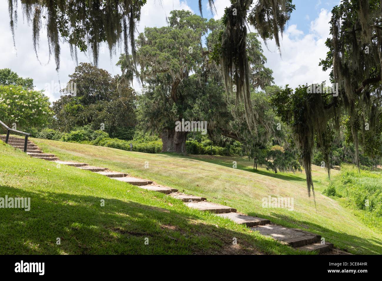 Stone steps leading uphill with a view of the 1000-year-old oak tree at ...