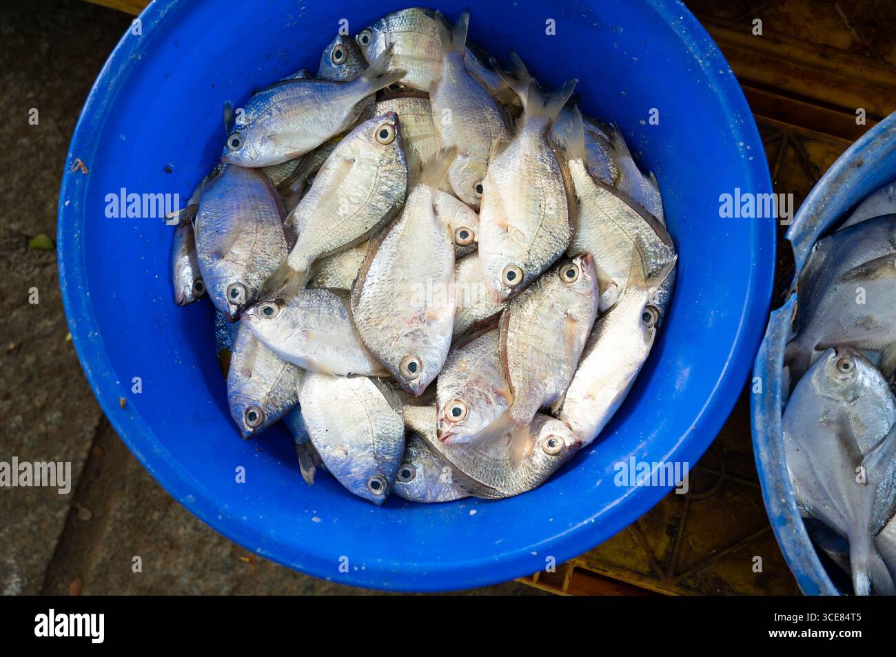 Silver Belly Fish, Market Stall With Freshly Caught Seafood In Kochi ...