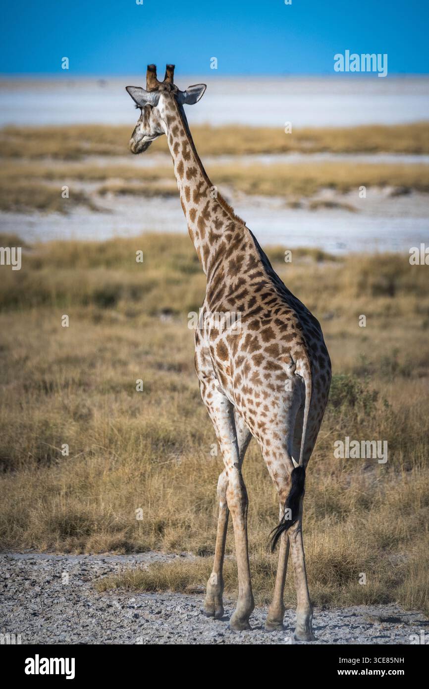 Angolan giraffe waterhole etosha hi-res stock photography and images ...