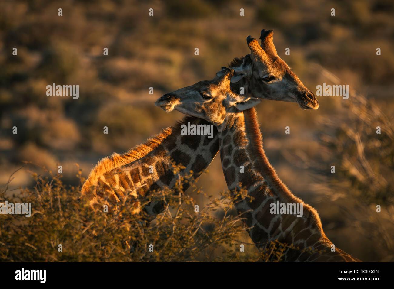 Two giraffes in sunset hi-res stock photography and images - Alamy