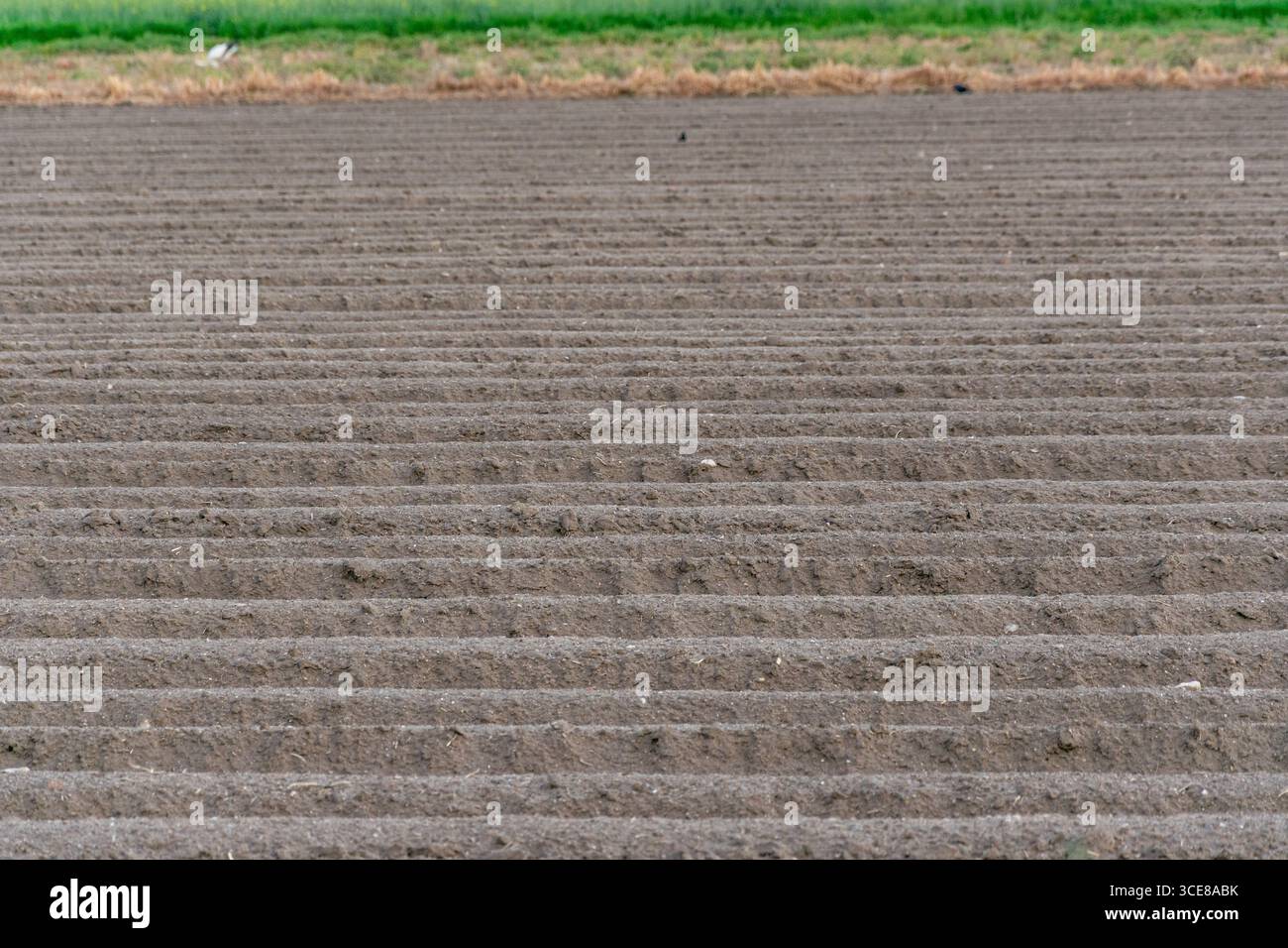 Agricultural rows parallel lines hi-res stock photography and images ...