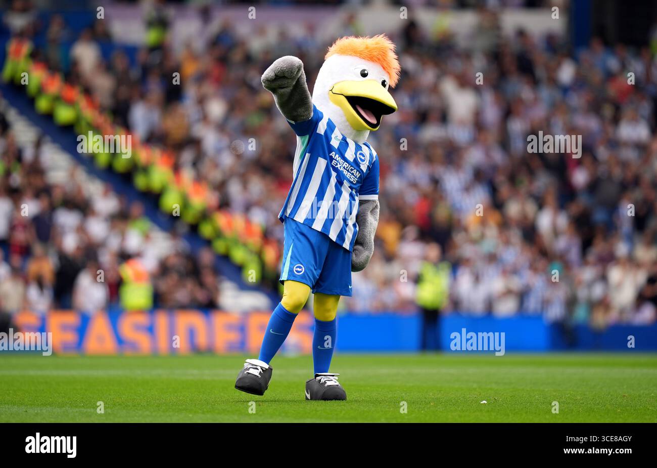 Gully, Brighton and Hove Albion Mascot, ahead of the Premier League ...