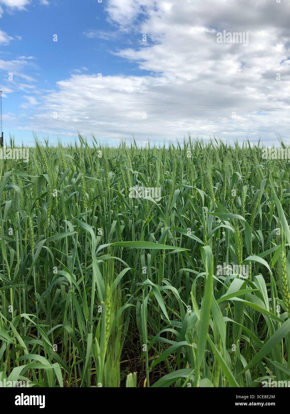 Vast corn field under hi-res stock photography and images - Alamy