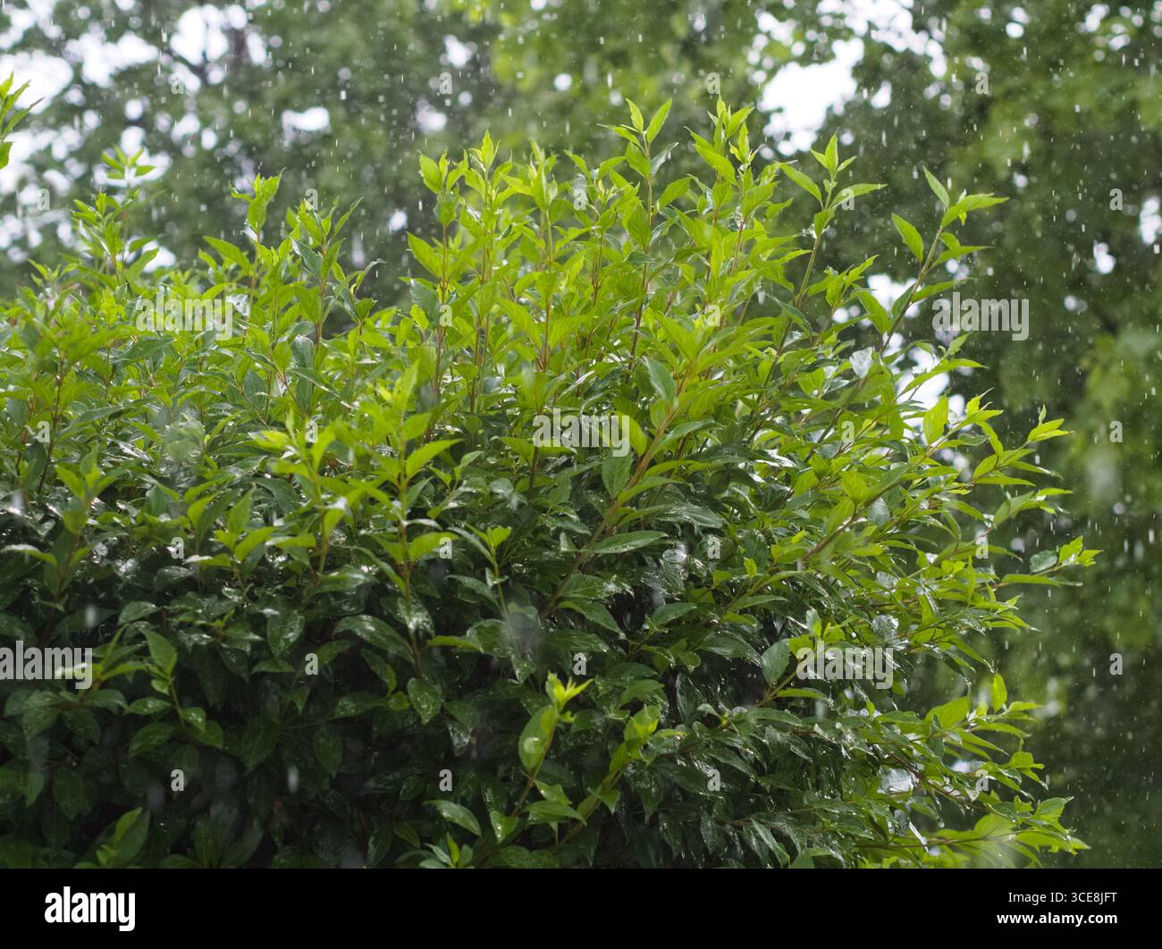 Close up view heavy downpour hi-res stock photography and images - Alamy