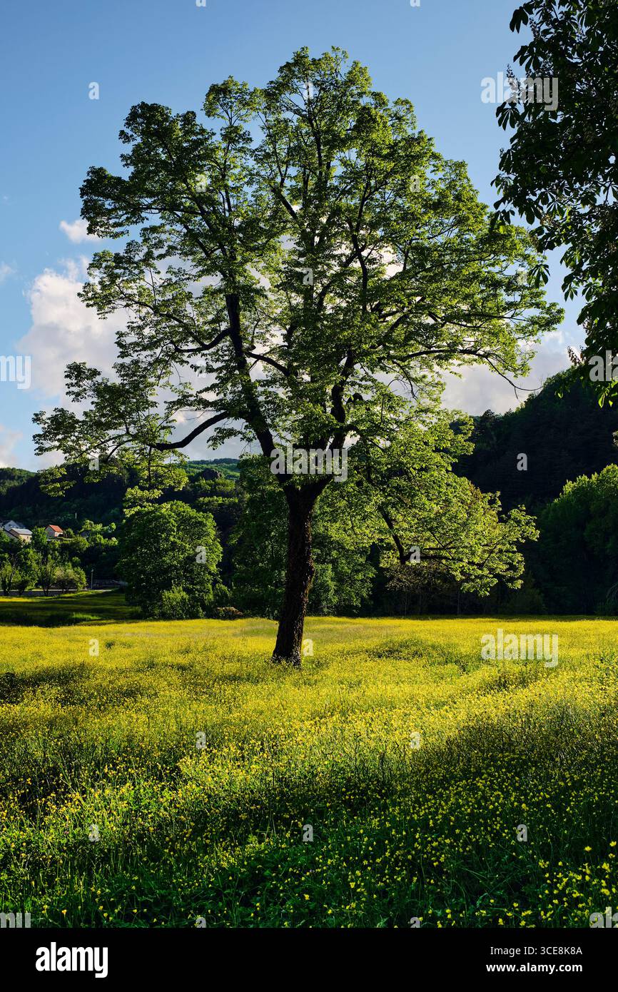 Tree in wild meadow, Cetinje, montenegro Stock Photo - Alamy